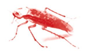 Top-Rated Pest Control Services Since 1939 | Call Today