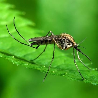 Mosquito Facts - Home Paramount Pest Control